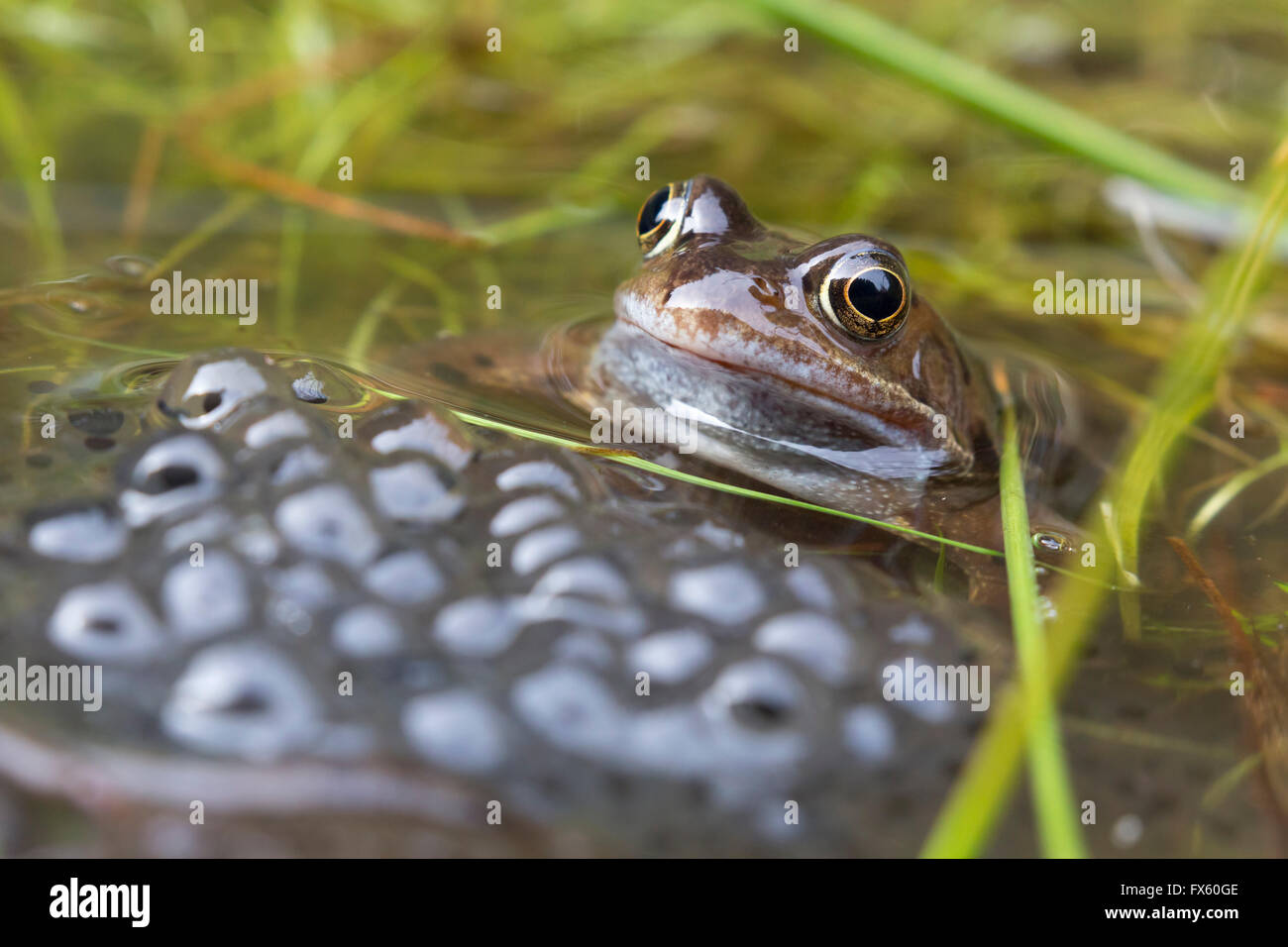 Frog Mating High Resolution Stock Photography and Images - Alamy