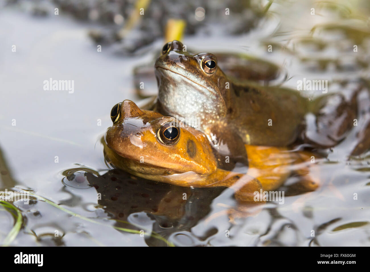 Frog Mating High Resolution Stock Photography and Images - Alamy