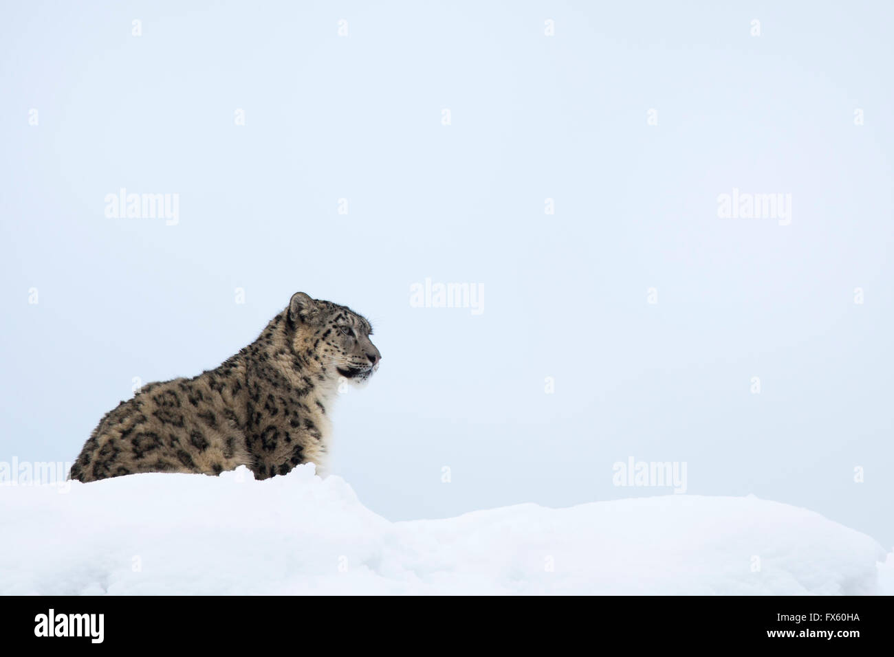 Snow leopard (Panthera uncia), captive, Highland Wildlife Park ...