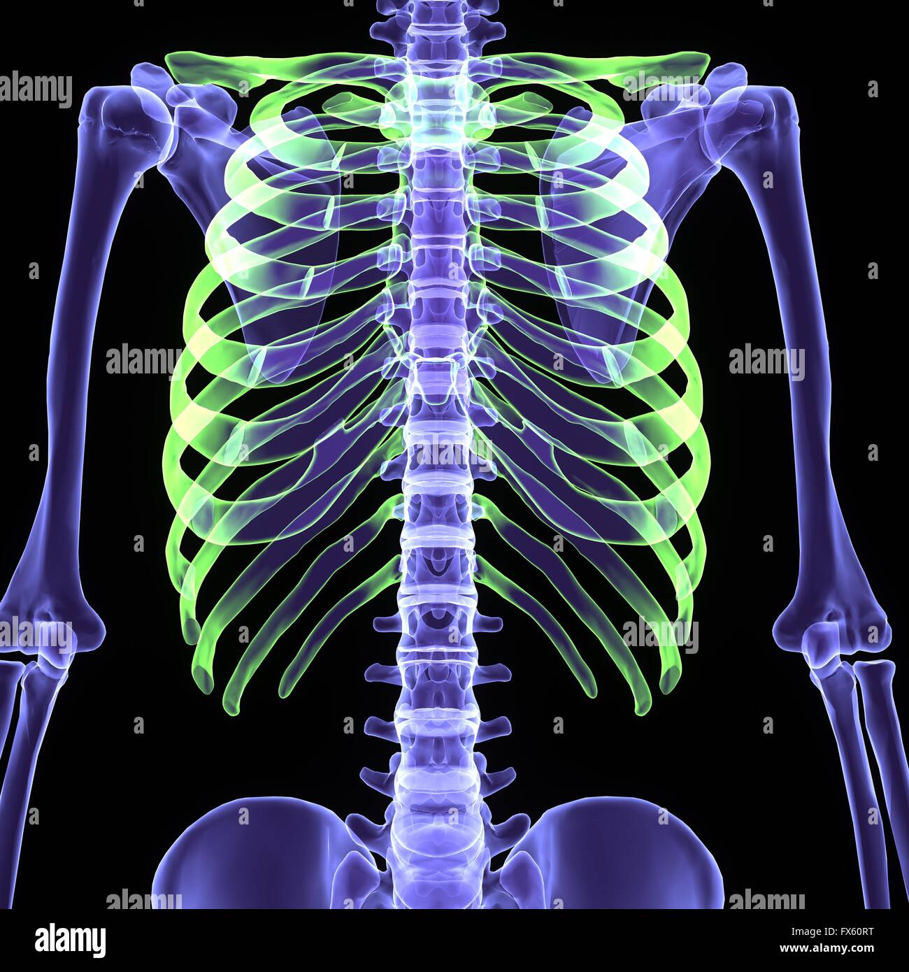 Body anatomy hi-res stock photography and images - Alamy