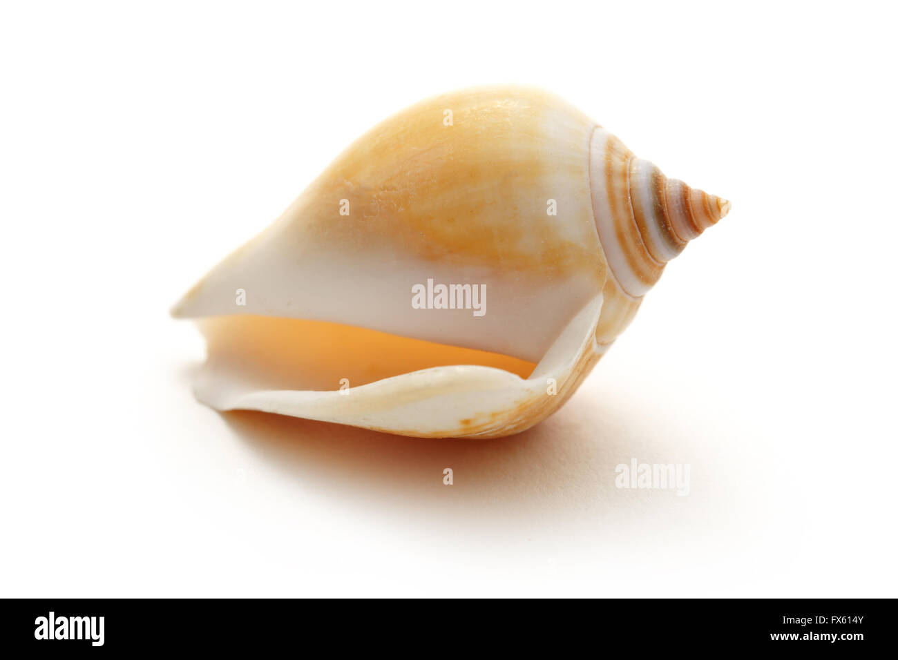 Single seashell on white background in closeup Stock Photo - Alamy