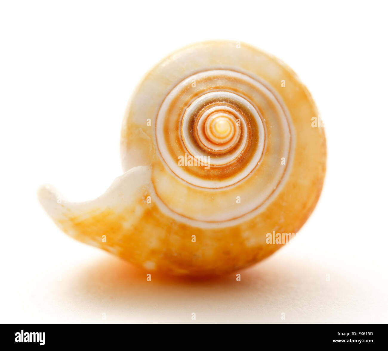 Single seashell on white background in closeup Stock Photo - Alamy