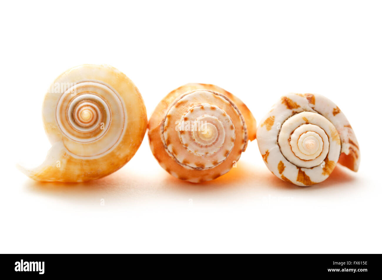 Three seashells on white background in closeup Stock Photo - Alamy