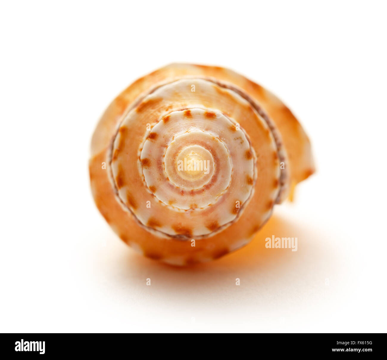 Single seashell on white background in closeup Stock Photo - Alamy
