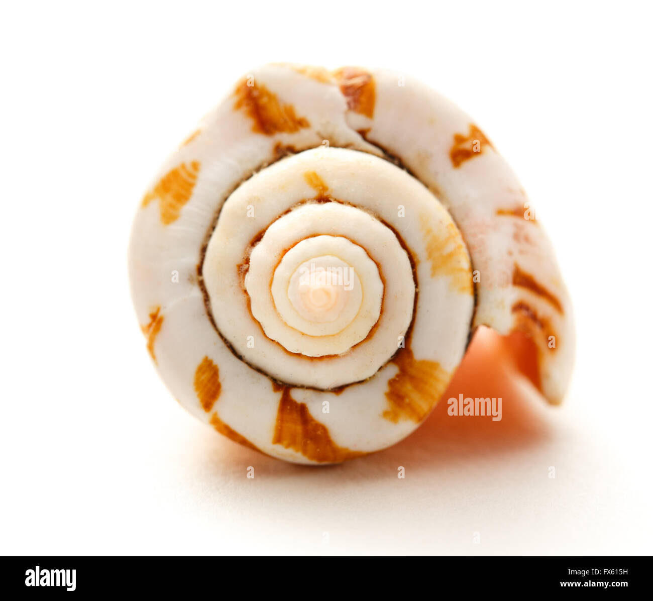 Single seashell on white background in closeup Stock Photo - Alamy