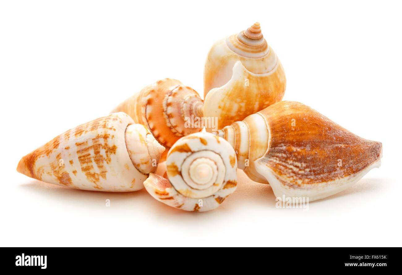 Background many white seashells Cut Out Stock Images & Pictures - Alamy