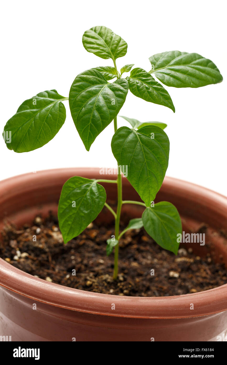 Young black pepper plant hi-res stock photography and images - Alamy