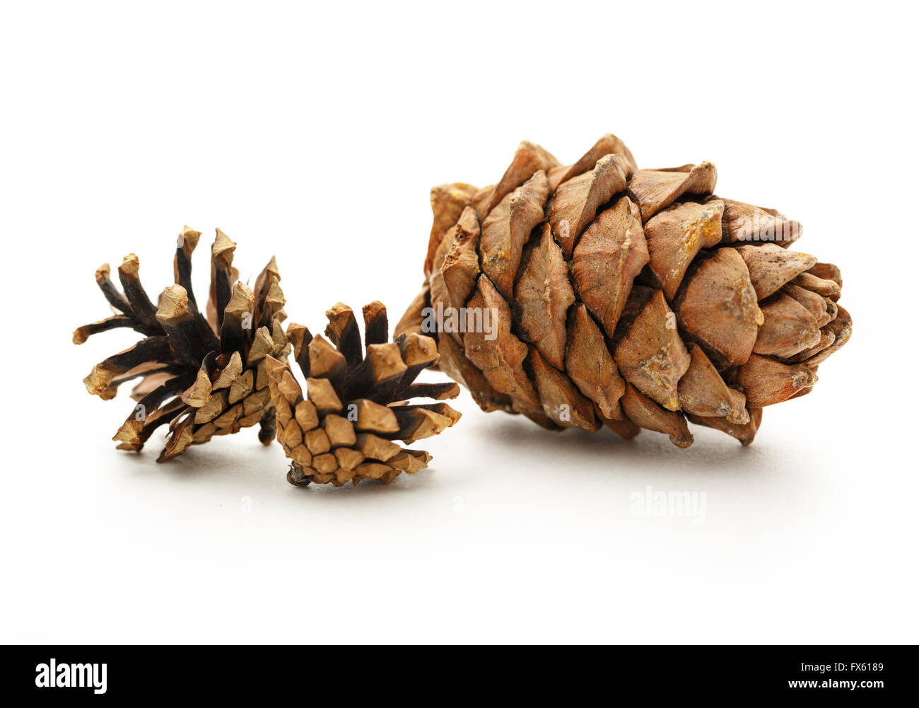Dry cones on the white background closeup Stock Photo - Alamy