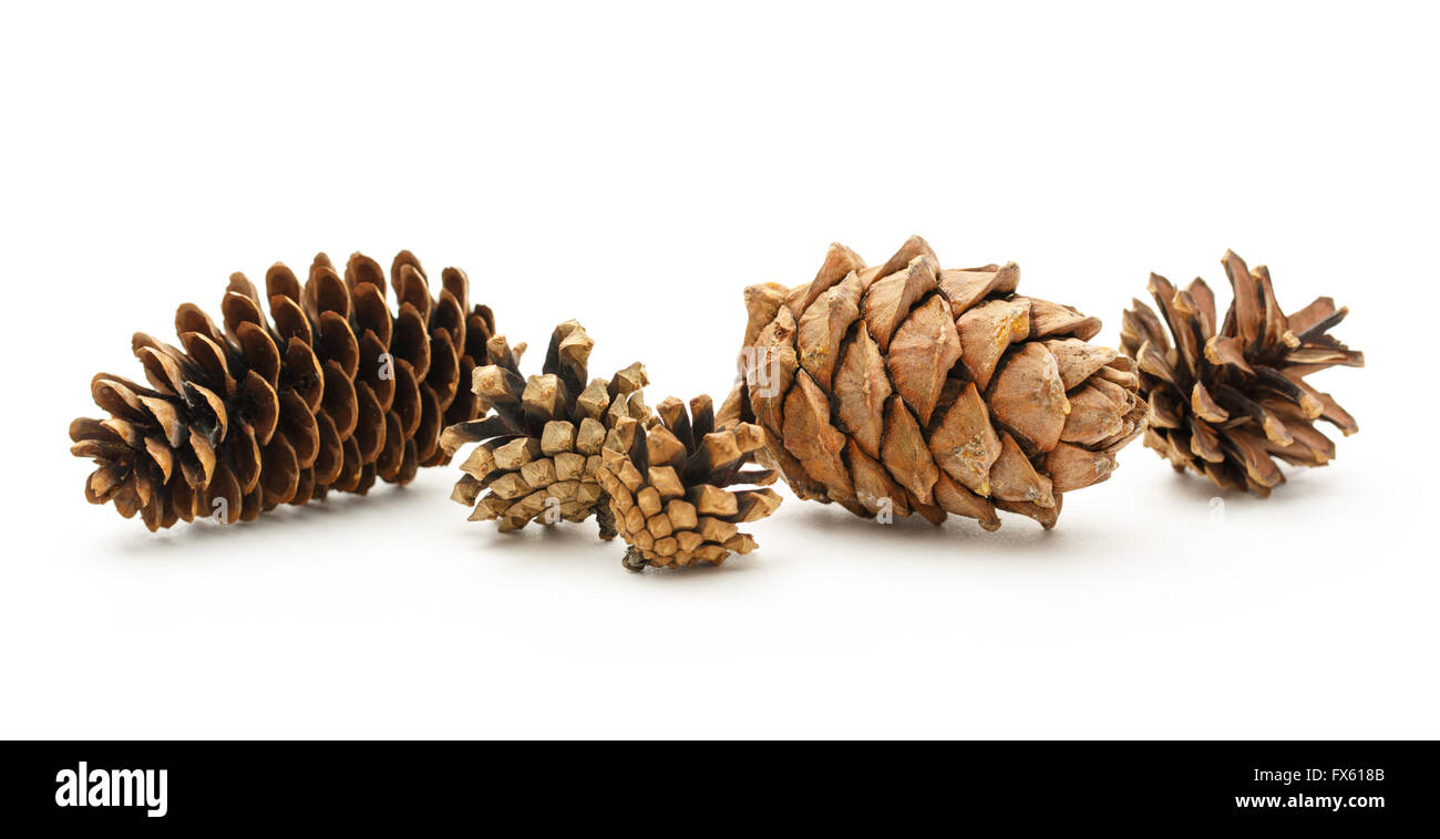 Dry cones on the white background closeup Stock Photo - Alamy