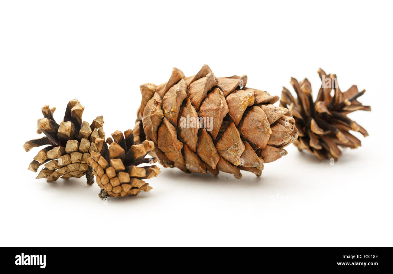 Dry cones on the white background closeup Stock Photo - Alamy