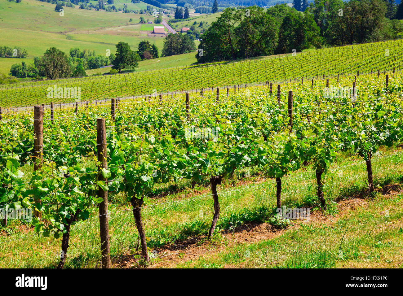 Landscape photo of a winery and vineyard in Western Oregon Stock Photo ...