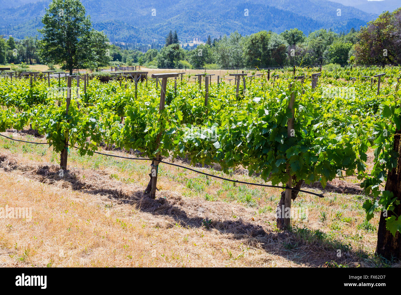 Zinfandel grapes are grown at this winery and vineyard in Southern ...