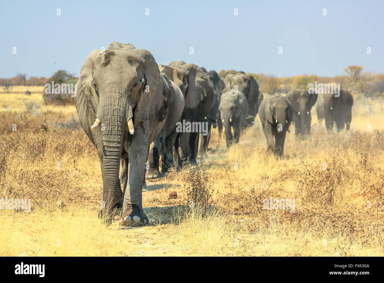 African elephants walking Stock Photo - Alamy