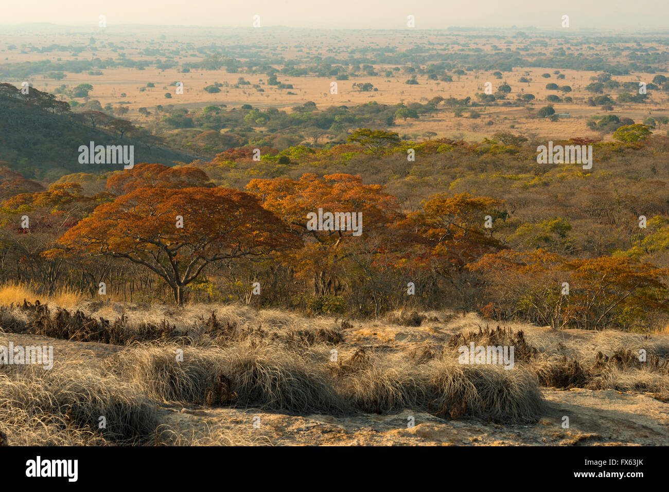 Spring msasa trees hi-res stock photography and images - Alamy