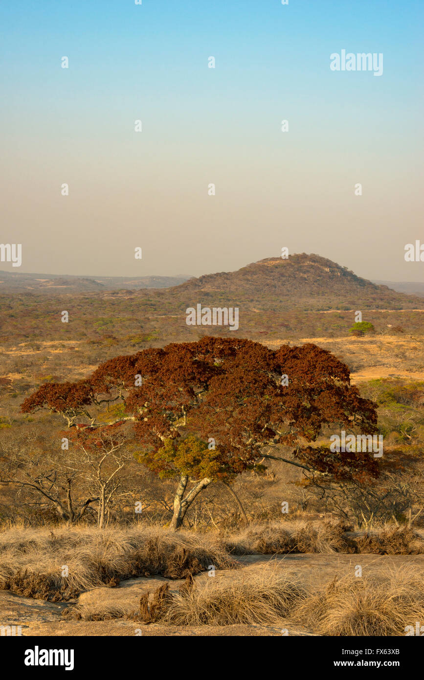 Spring msasa trees hi-res stock photography and images - Alamy