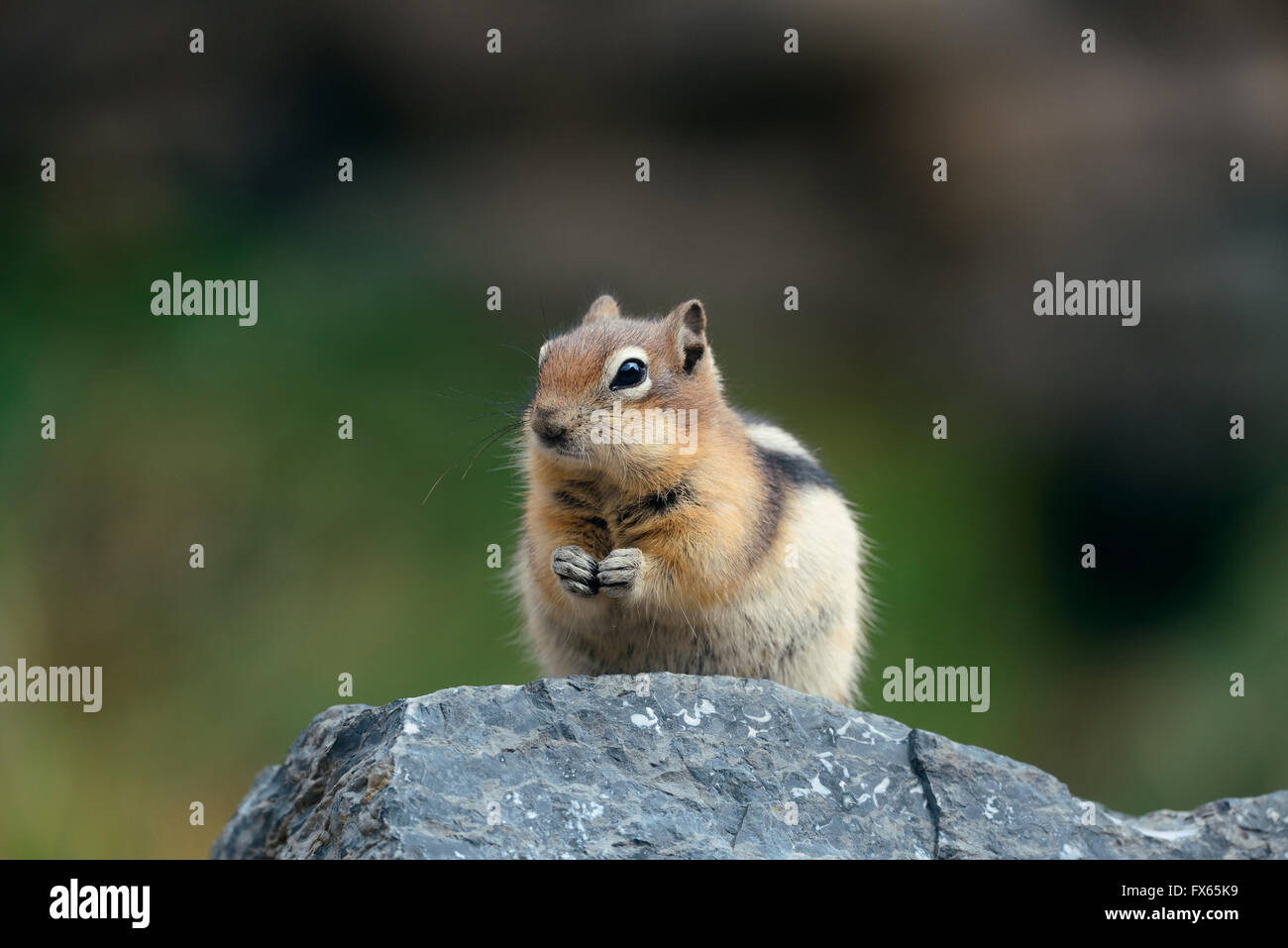 Chipmunk in Banff national park in Canada Stock Photo - Alamy