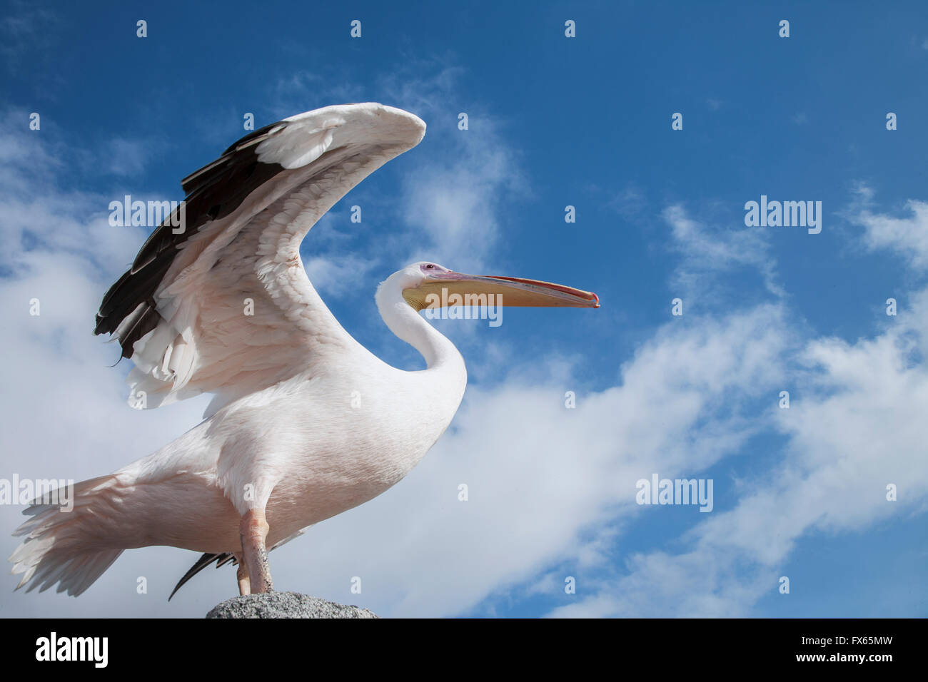 Bird flying underneath sky hi-res stock photography and images - Alamy