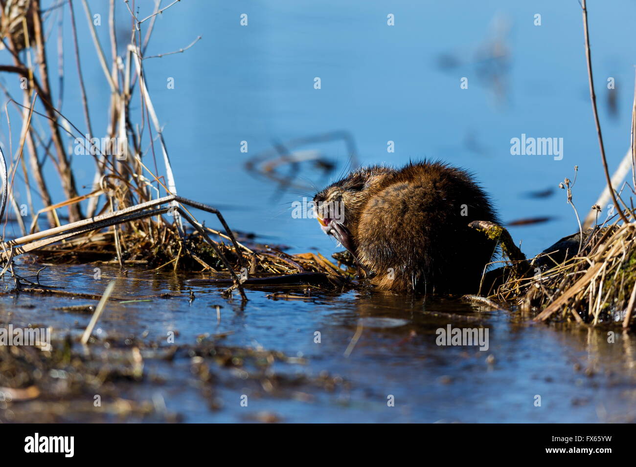 Wetlands rodent hi-res stock photography and images - Alamy