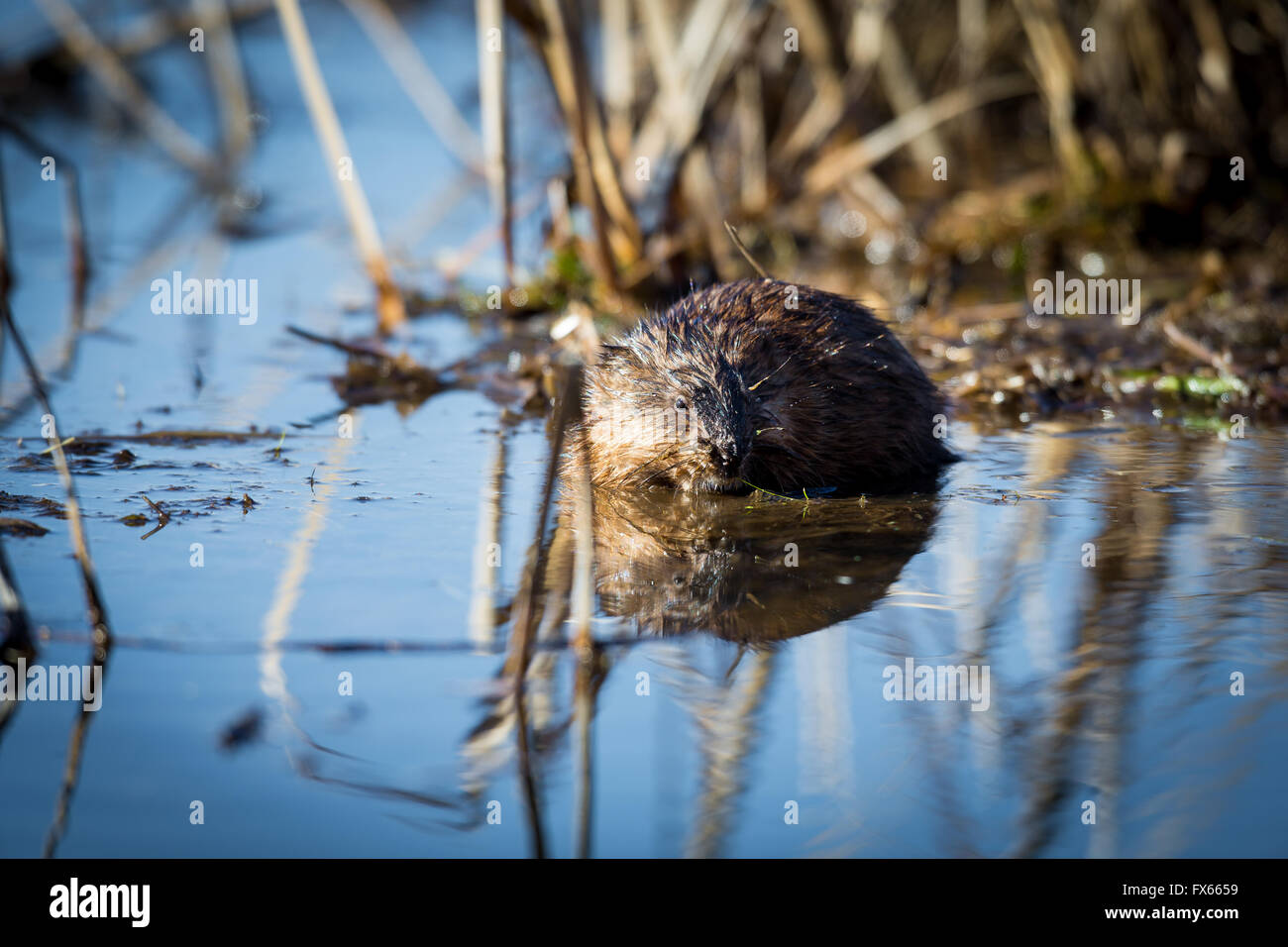 Wetlands rodent hi-res stock photography and images - Alamy