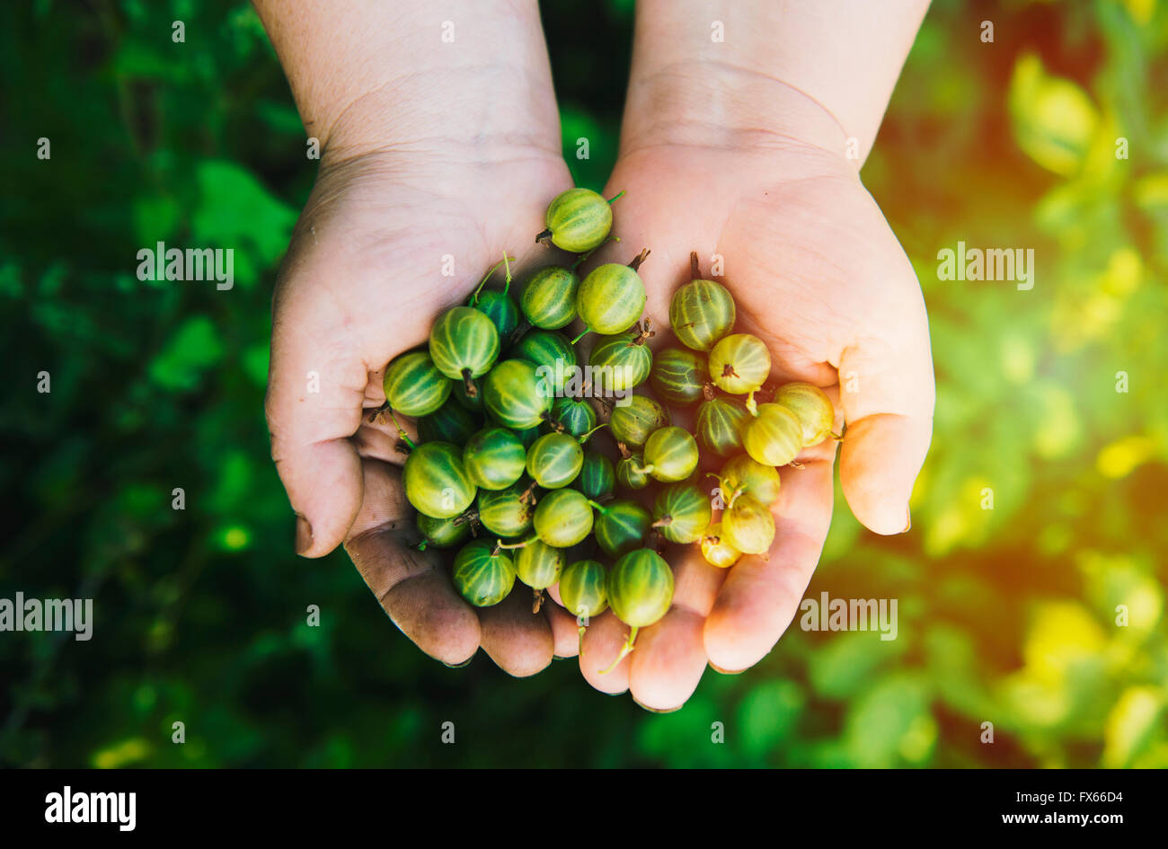 Close up of hands holding gooseberries Stock Photo - Alamy