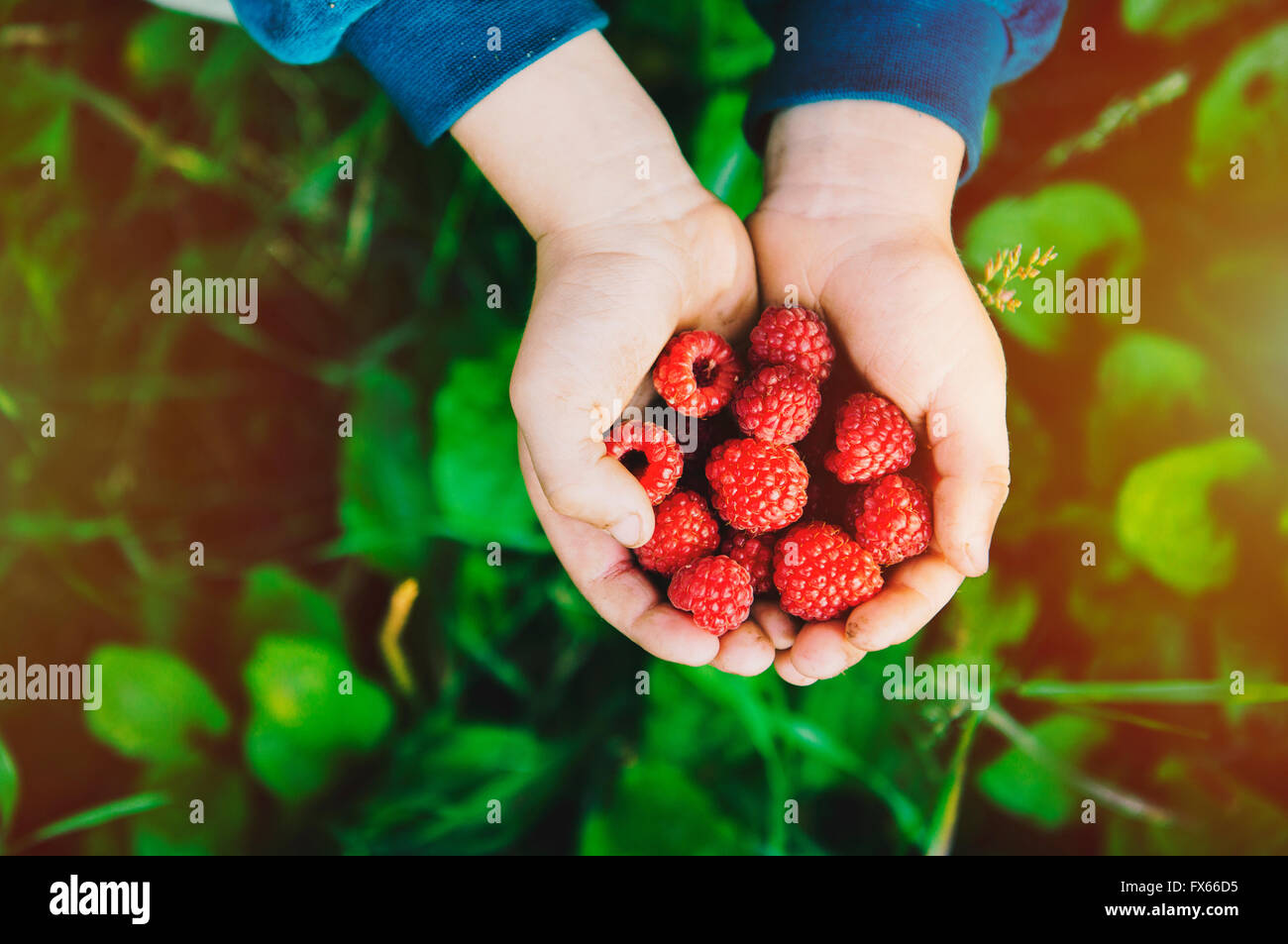 Gardener holding fresh organic berry hi-res stock photography and ...