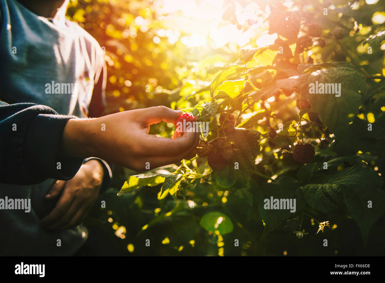 Close up of boy picking raspberry Stock Photo - Alamy