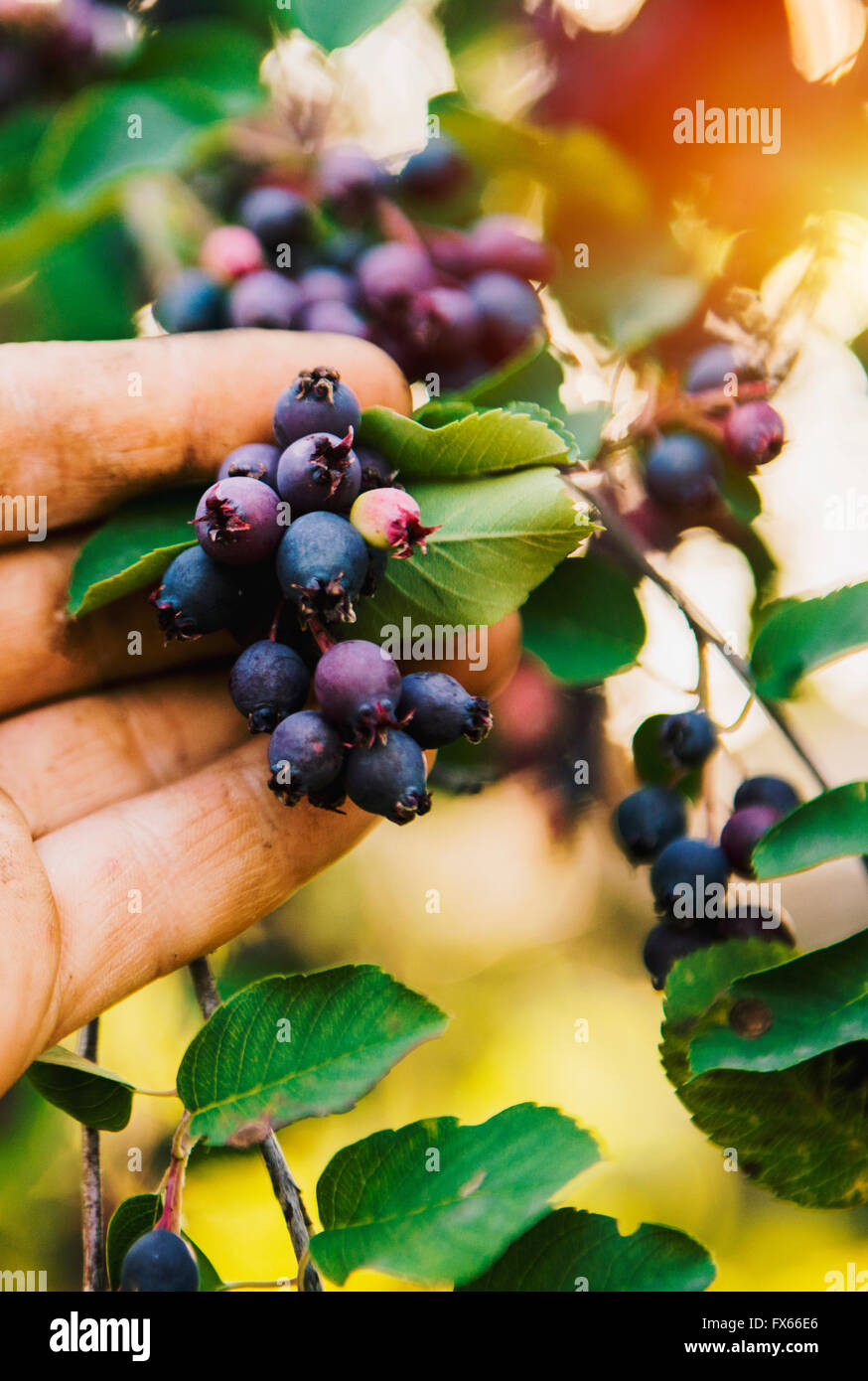 Low angle view of hand picking blueberries Stock Photo - Alamy