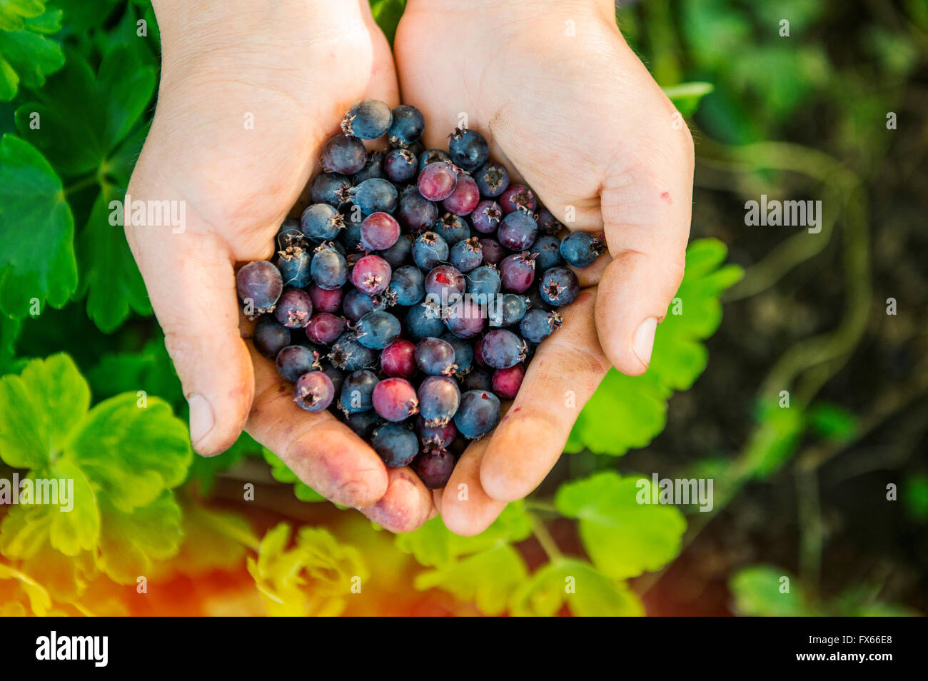 Hand full of blueberries hi-res stock photography and images - Alamy