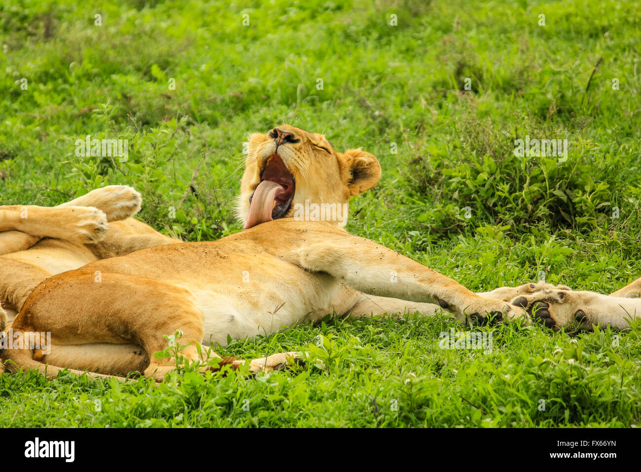 Lion licking clean Stock Photo - Alamy