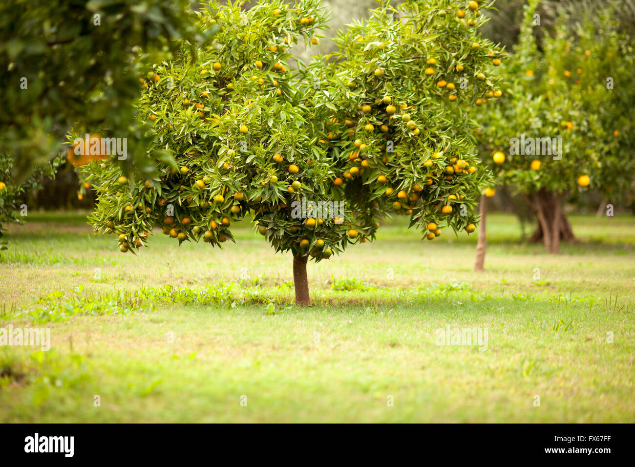 Fruit tree in rural field Stock Photo - Alamy