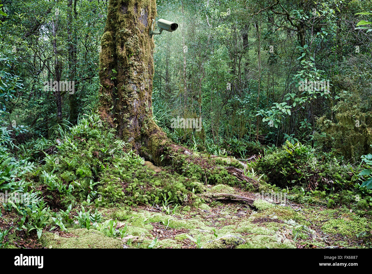 Security camera in remote forest Stock Photo - Alamy
