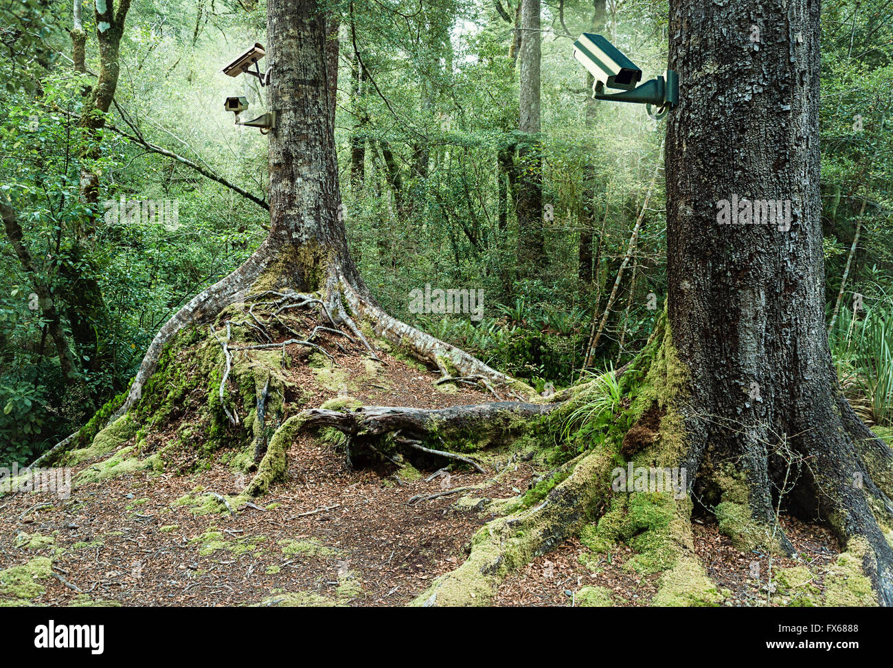 Security camera in remote forest Stock Photo - Alamy