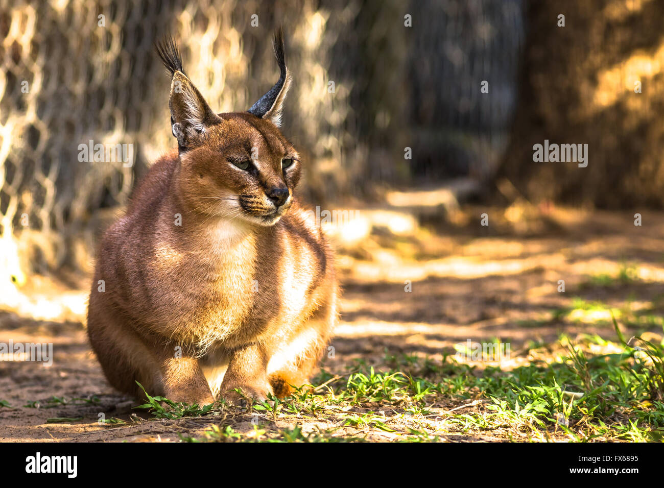 Caracal caracal running hi-res stock photography and images - Alamy
