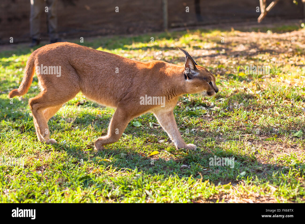 Caracal caracal running hi-res stock photography and images - Alamy