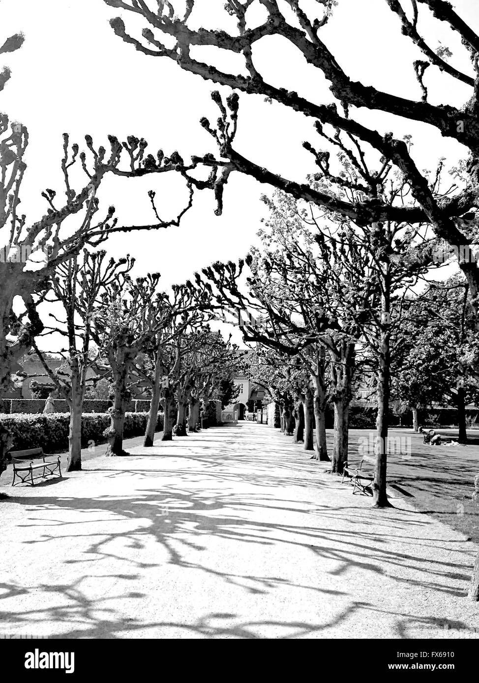 Tree shadows Black and White Stock Photos & Images - Alamy