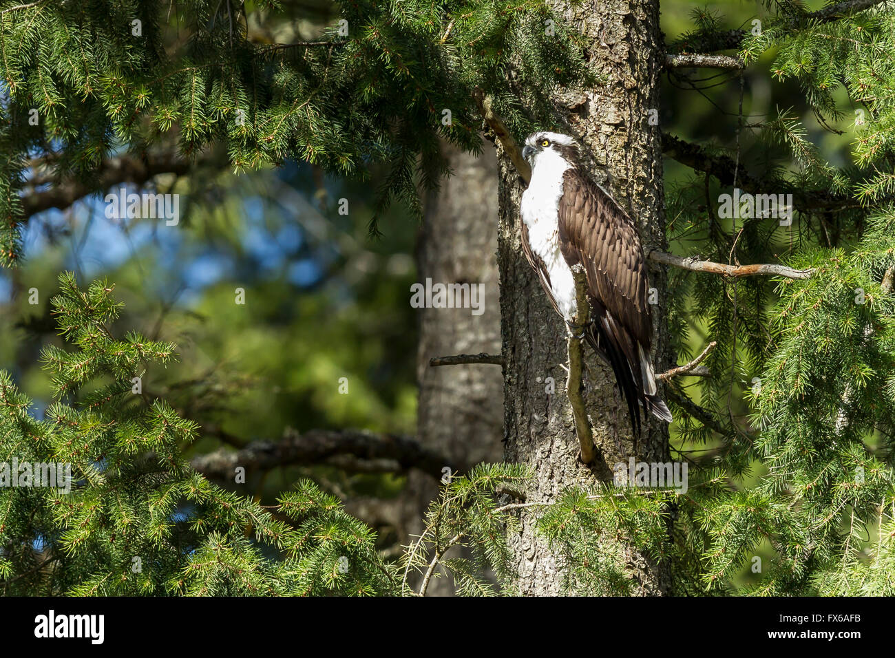 Perchtree hi-res stock photography and images - Alamy