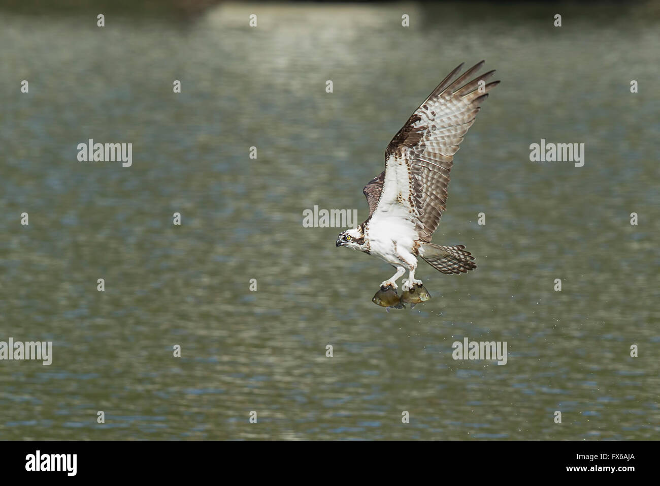 Osprey flies off with two fish Stock Photo - Alamy
