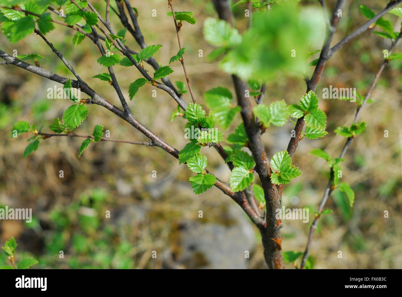 Icelandic birch tree hi-res stock photography and images - Alamy