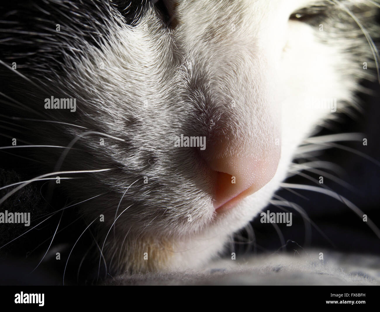 Scratch his nose hi-res stock photography and images - Alamy