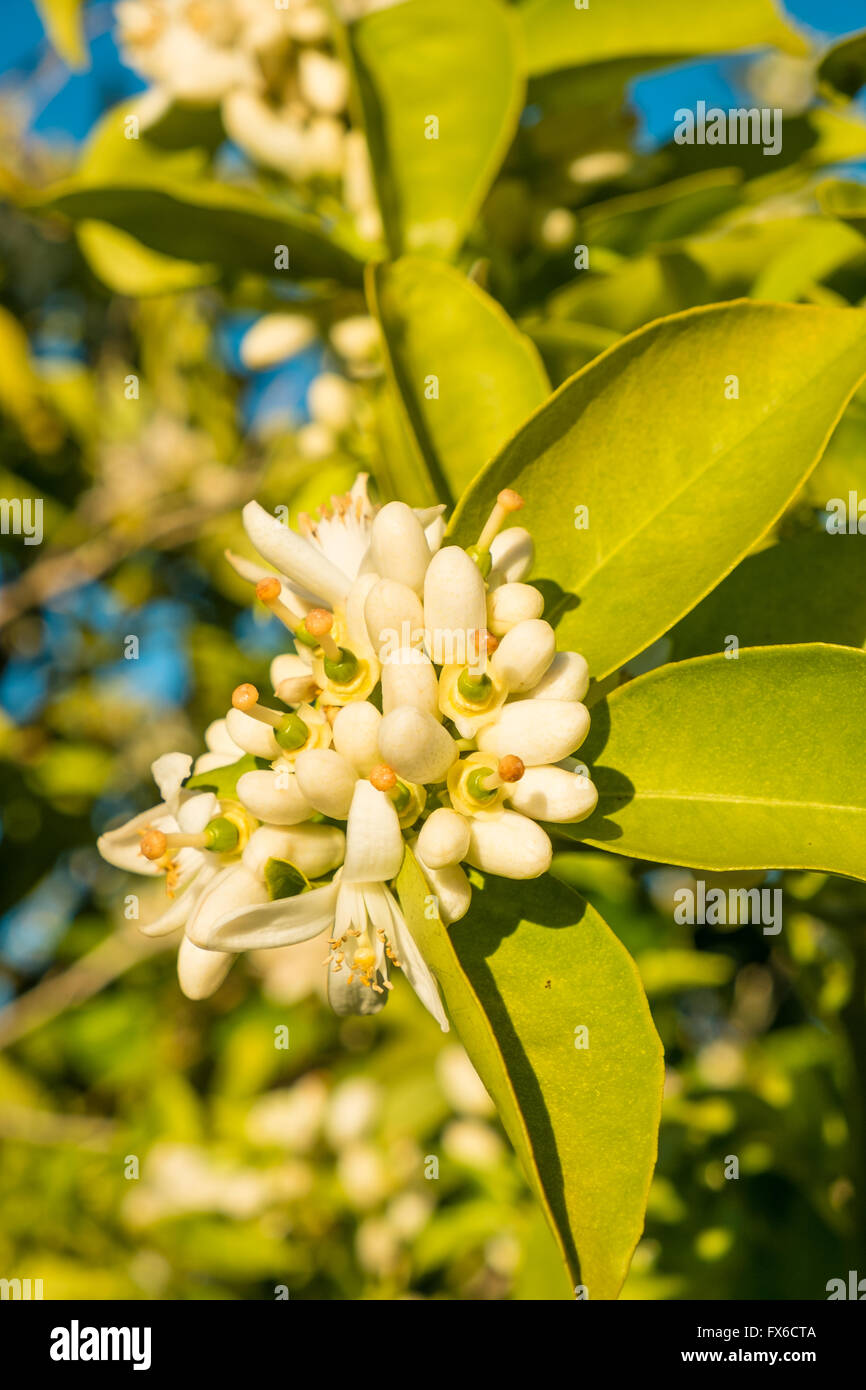 Orange and lemon tree blossom, also known as azahar Stock Photo - Alamy