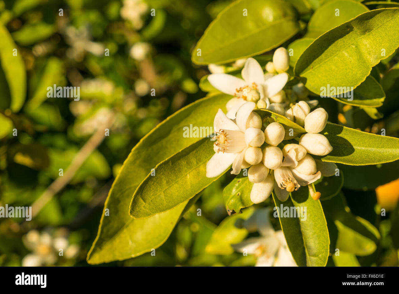Orange and lemon tree blossom, also known as azahar Stock Photo - Alamy