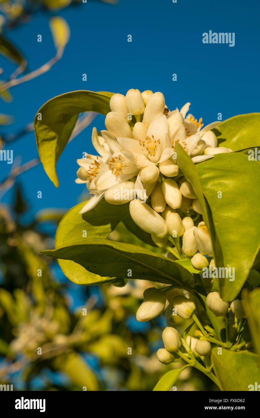 Orange and lemon tree blossom, also known as azahar Stock Photo - Alamy