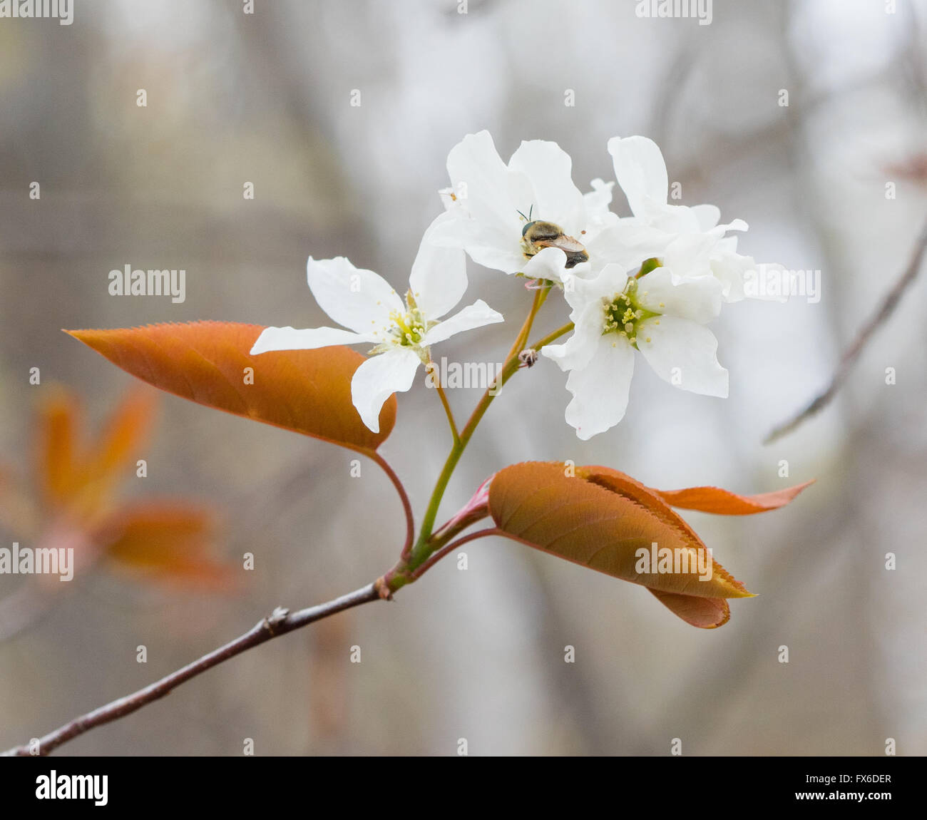 Serviceberry (Amelanchier) flower blossoms in early spring Stock Photo ...
