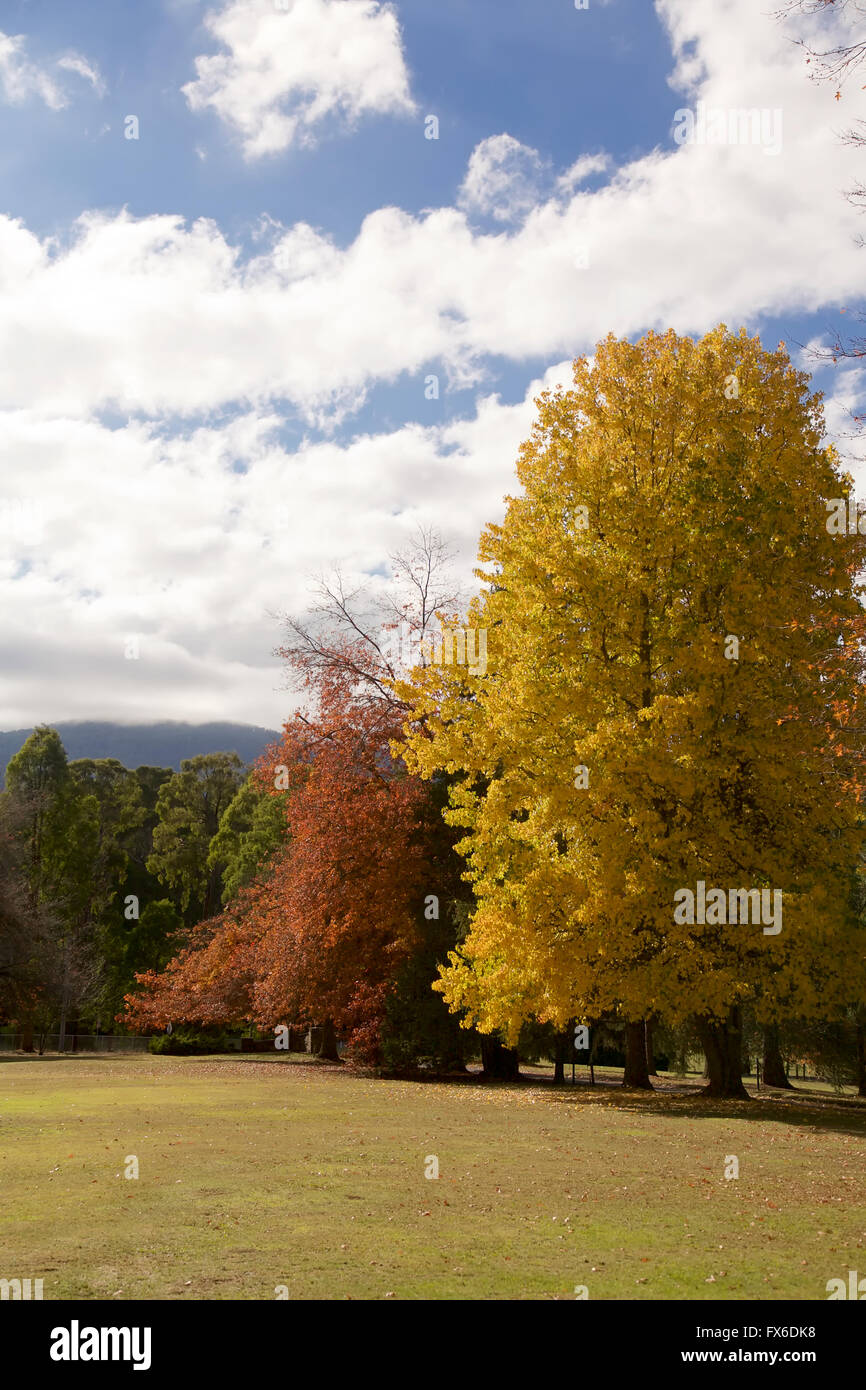 Autumn Trees in a garden in Maryville, Melbourne, Australia Stock Photo ...