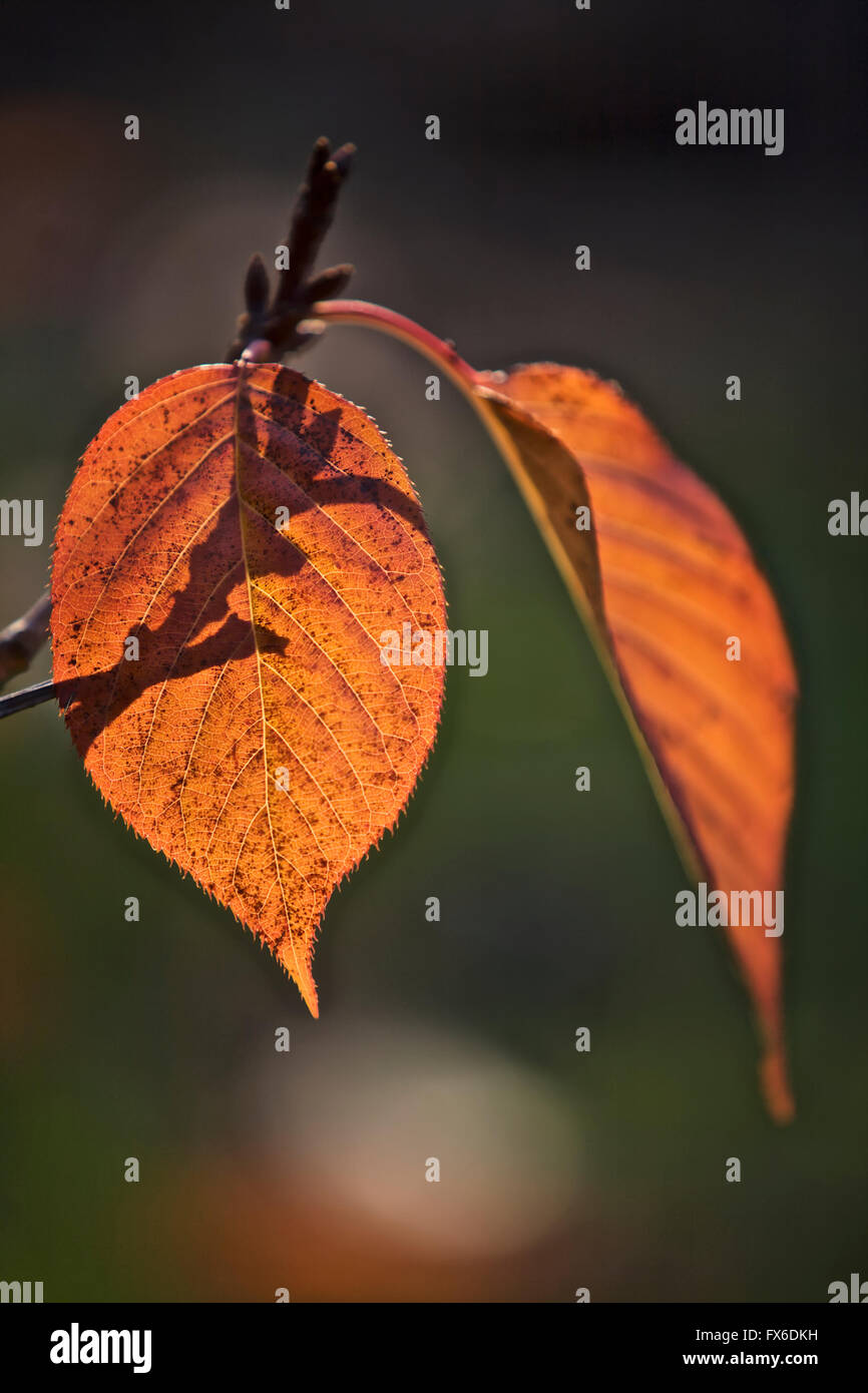 Leaf in the sunlight, nature Stock Photo - Alamy