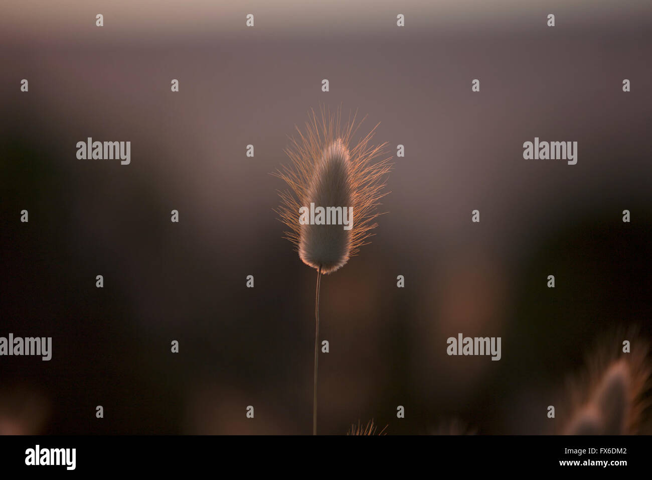 Old seed pod hi-res stock photography and images - Alamy