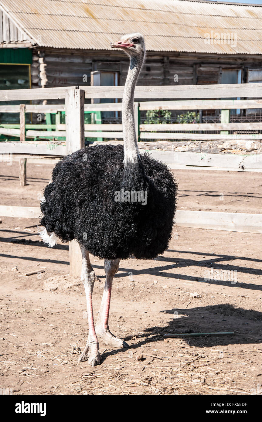 Black African ostrich or Struthio camelus Stock Photo - Alamy