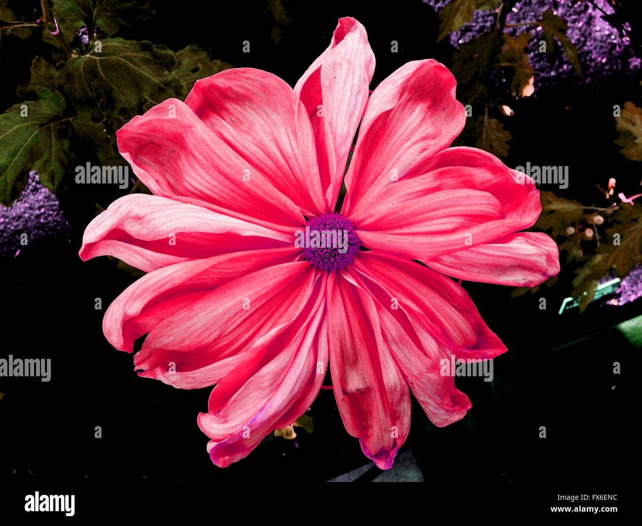 Red and purple flower hi-res stock photography and images - Alamy