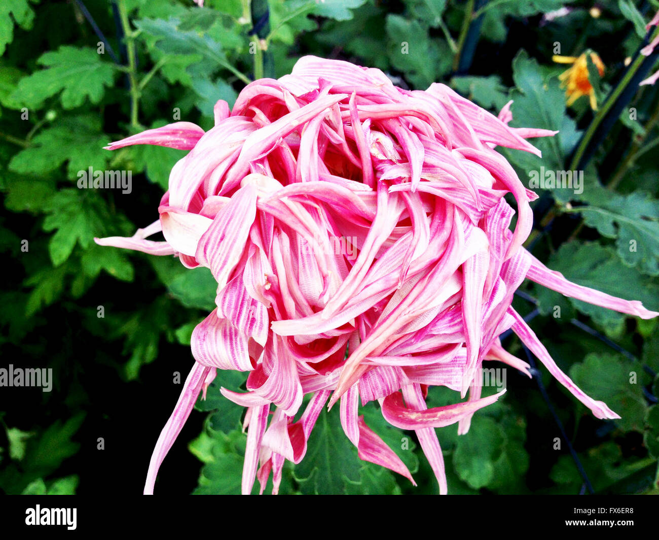 Rare flower hi-res stock photography and images - Alamy