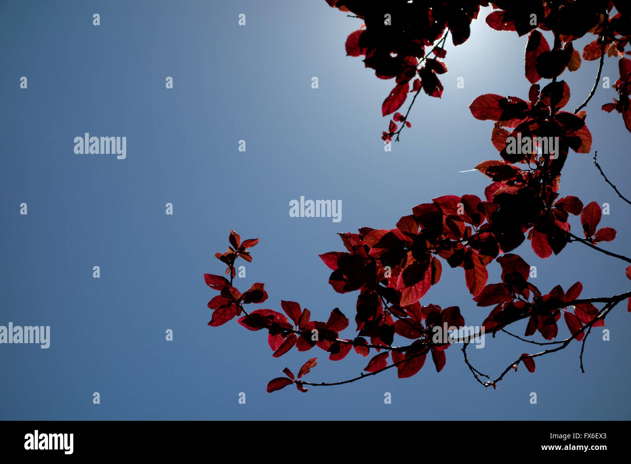 Back lit tree hi-res stock photography and images - Alamy